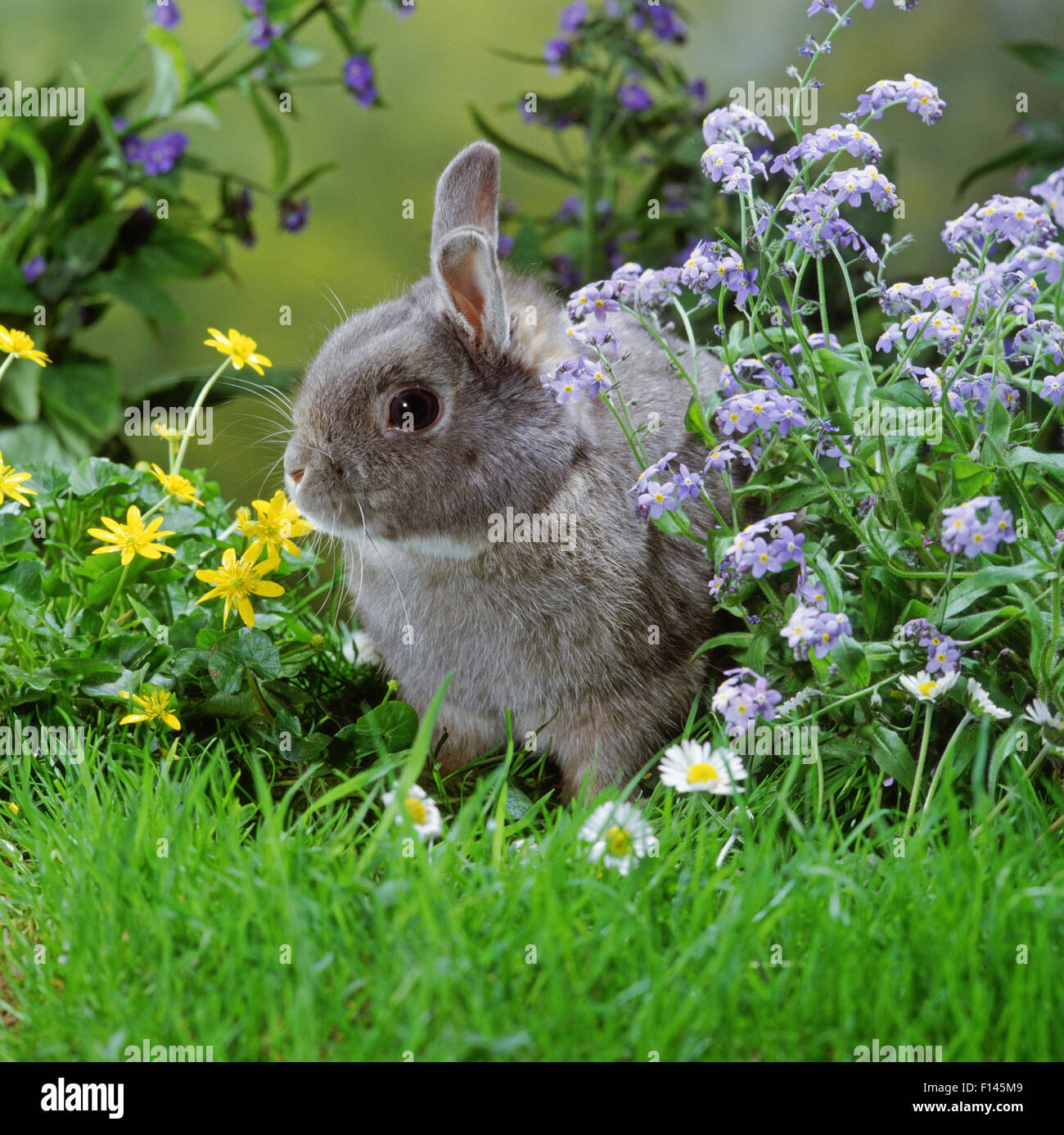 Among flowers hi-res stock photography and images - Alamy