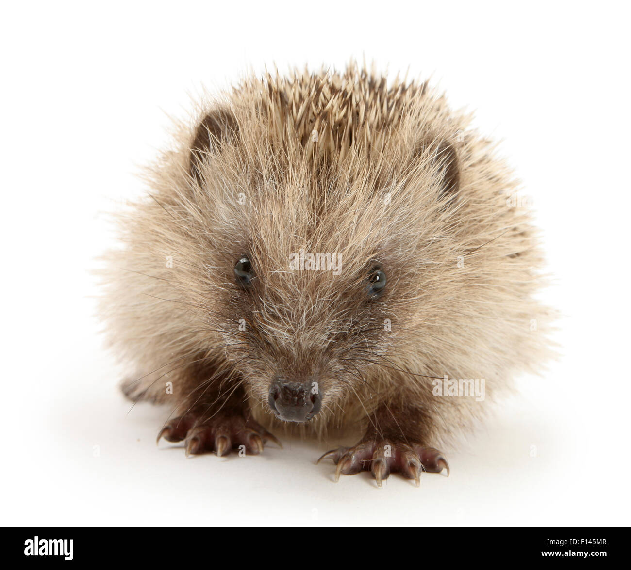 Baby european hedgehogs erinaceus europaeus hi-res stock photography ...