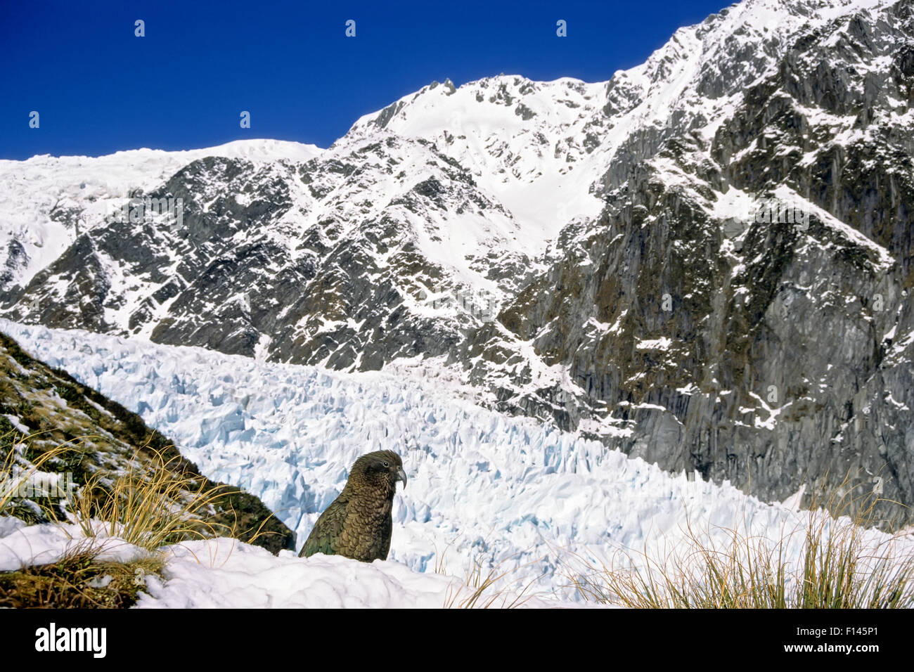 Kea (Nestor notabilis) in snowy winter alpine habitat above treeline ...