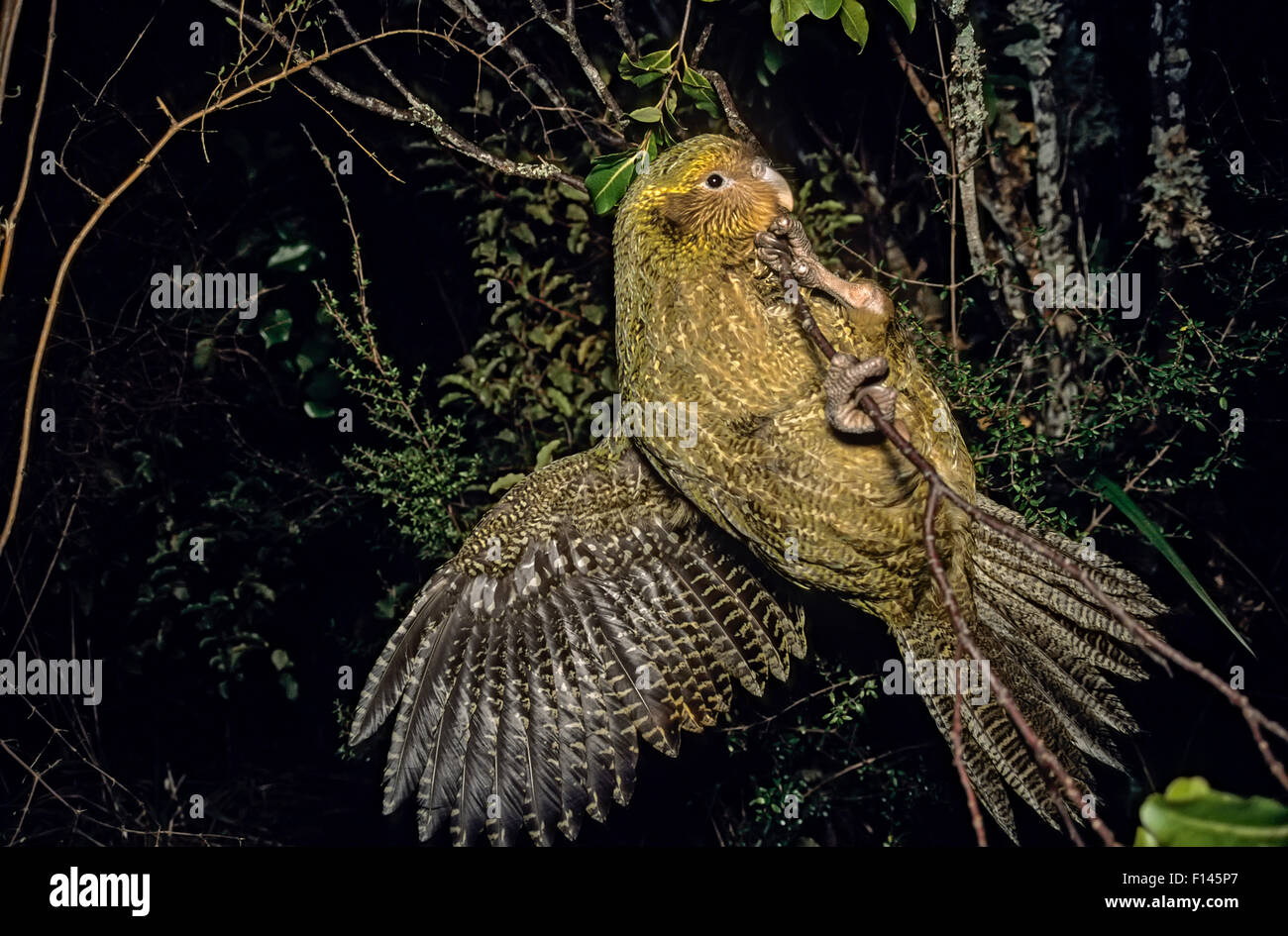 Kakapo (Strigops habroptilus) scrambling through scrub in search of ...