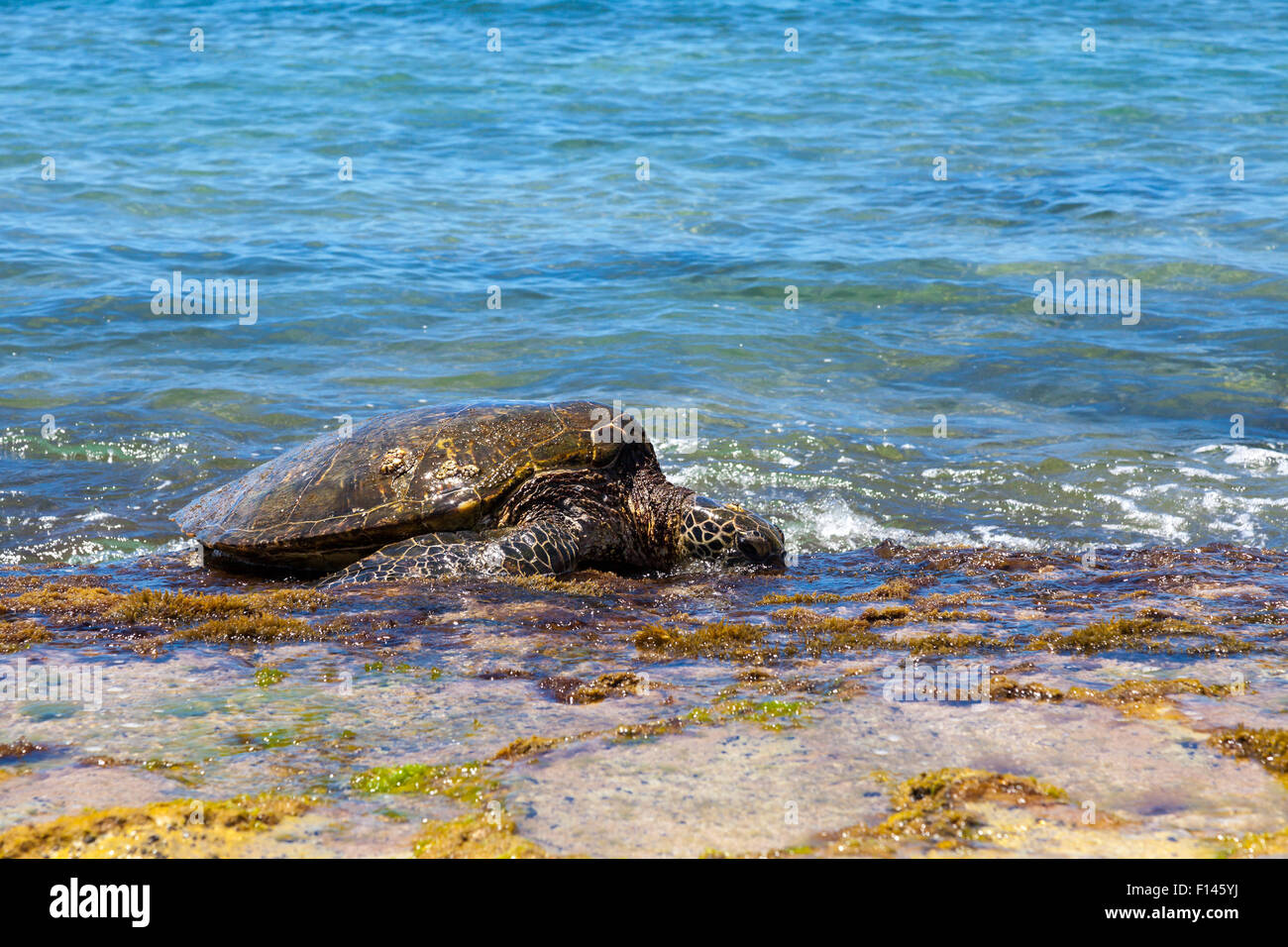 Sea turtle eating algae hi-res stock photography and images - Alamy