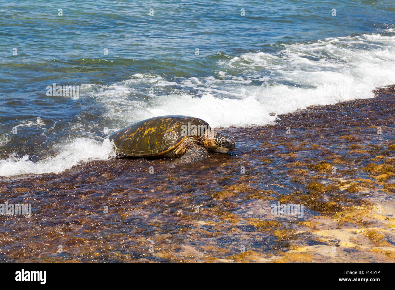 Green Sea Turtle in the breaking waves Stock Photo - Alamy