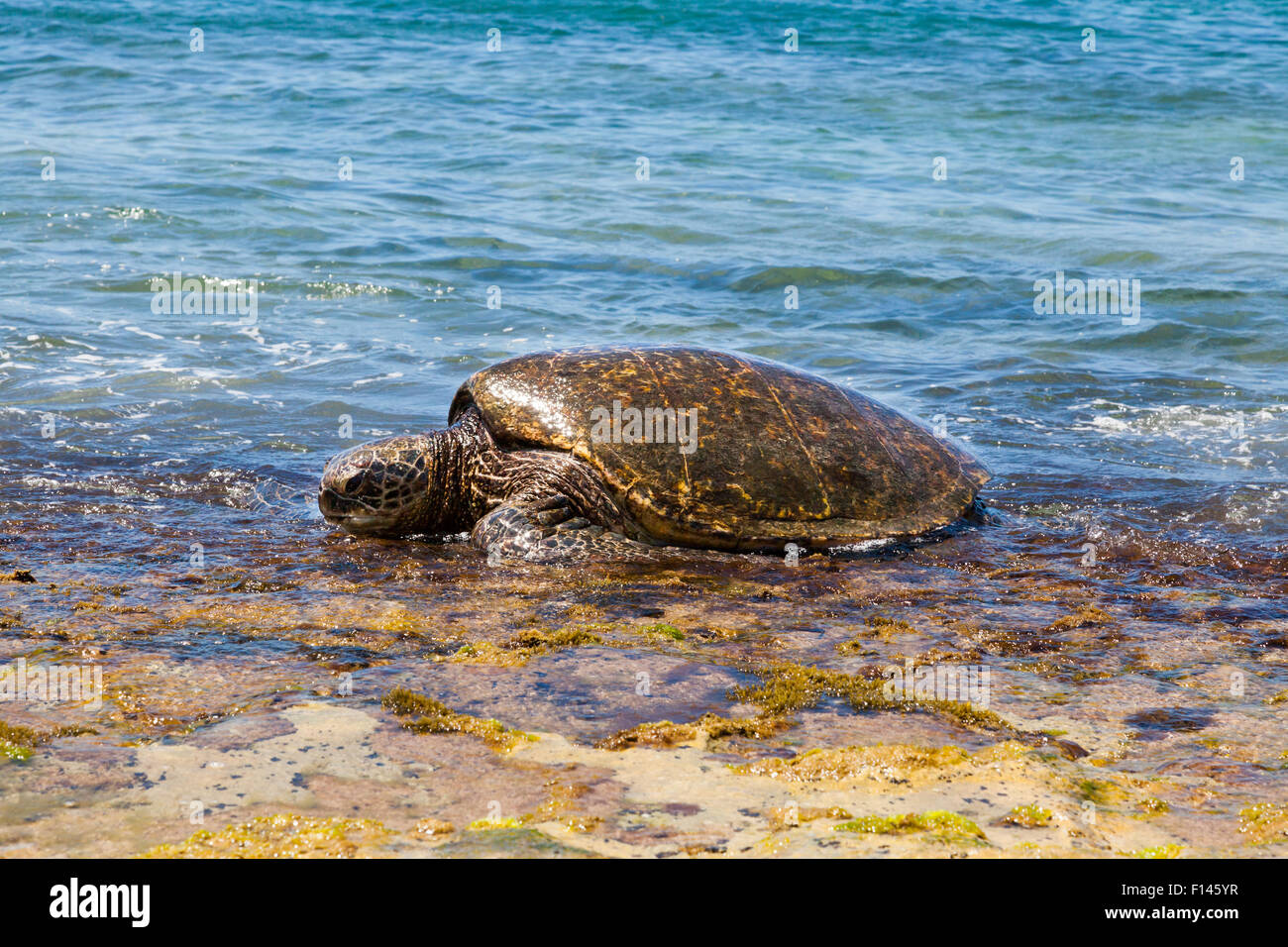 Green Sea Turtle crawling onto the beach Stock Photo - Alamy
