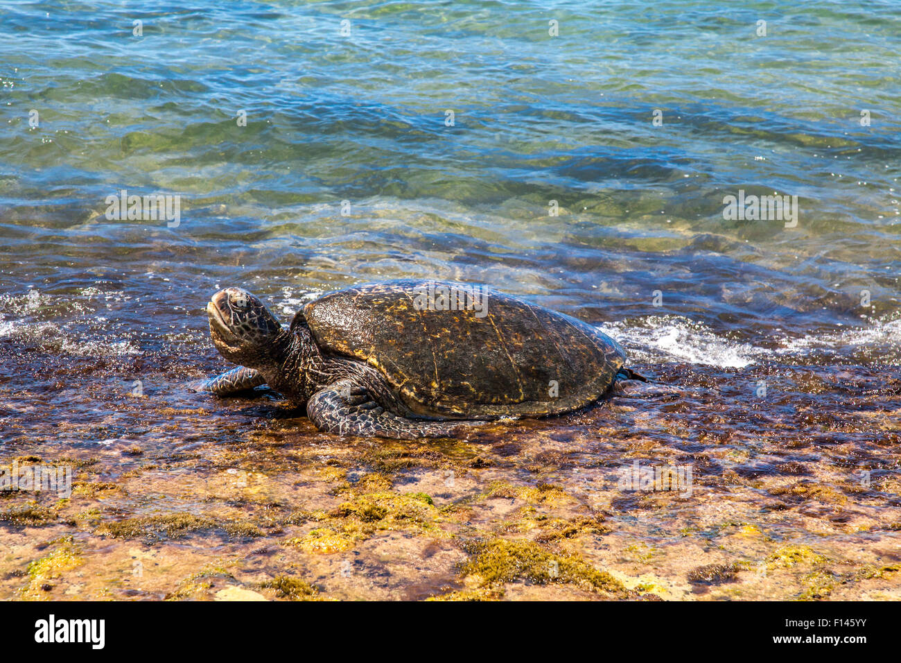 Green Sea Turtle lifting head on beach Stock Photo - Alamy