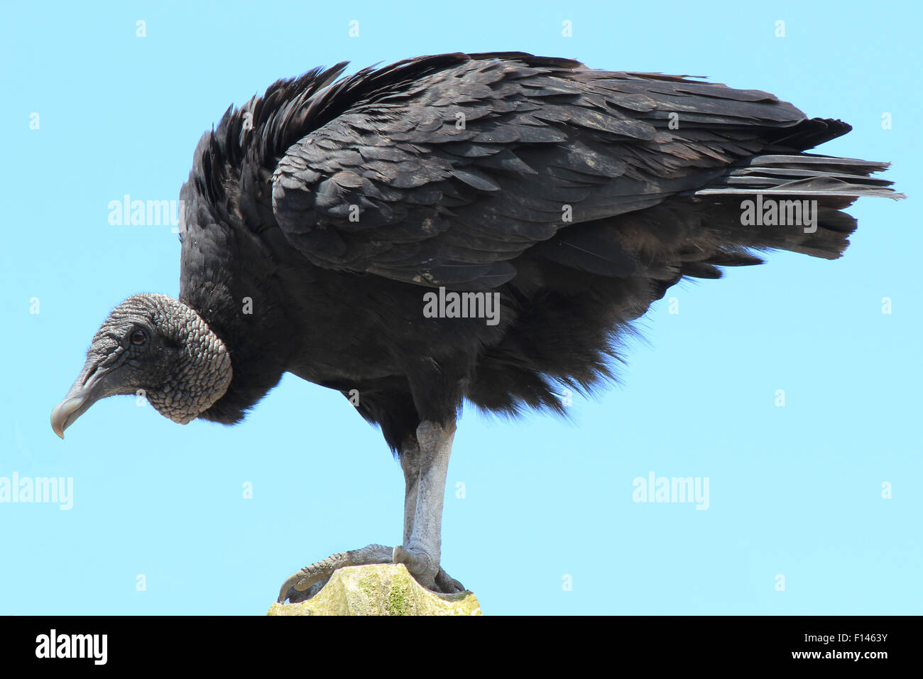Dirty crow hi-res stock photography and images - Alamy