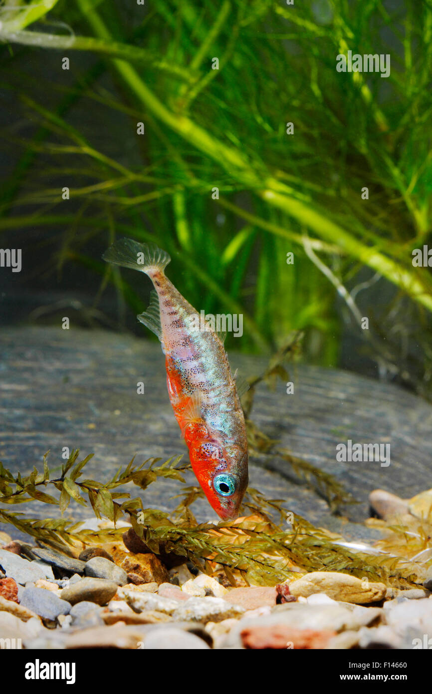 Three-spined stickleback (Gasterosteus aculeatus), male building his ...