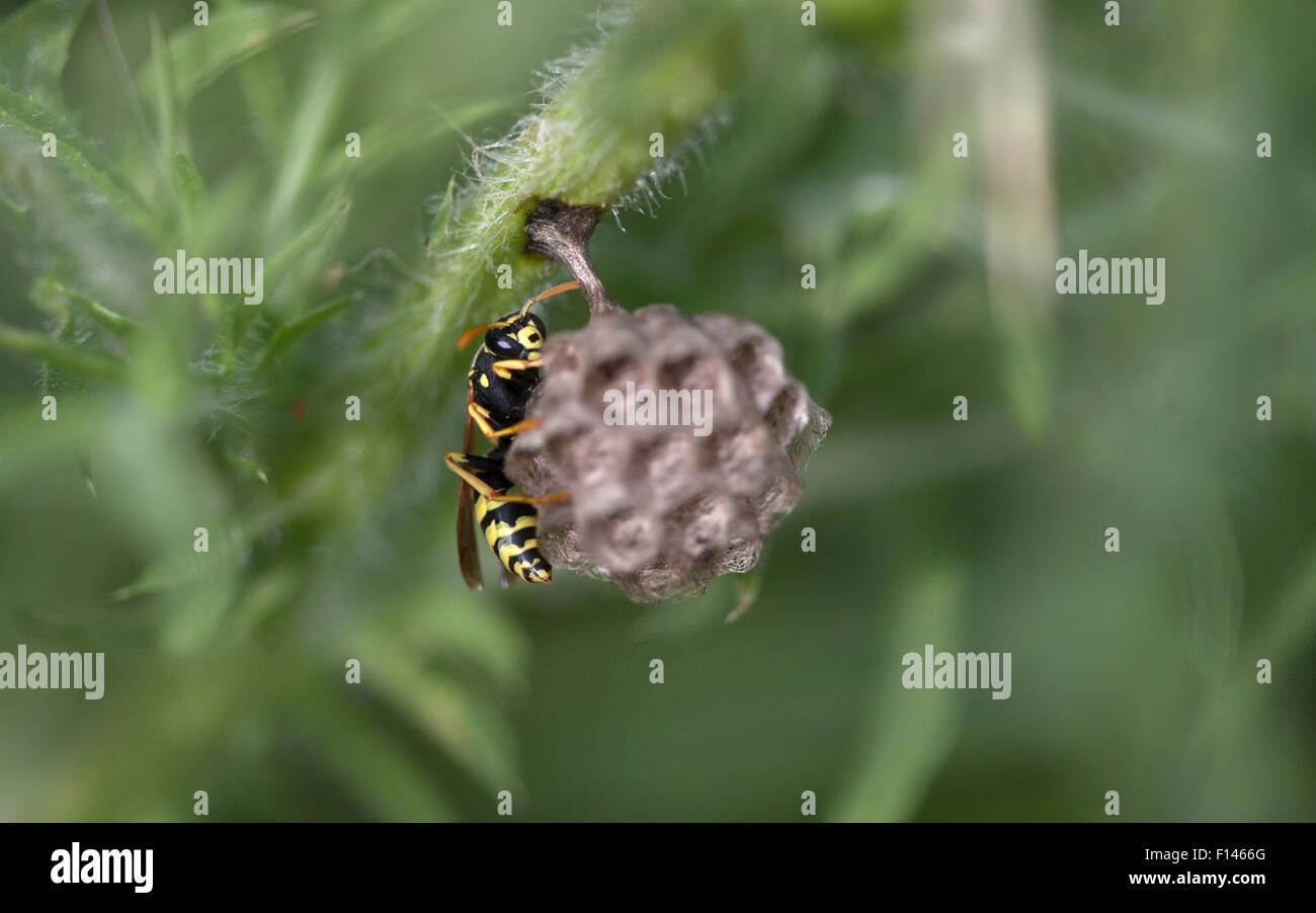 A wasp guards its nest in Prado del Rey, Sierra de Cadiz, Andalusia ...