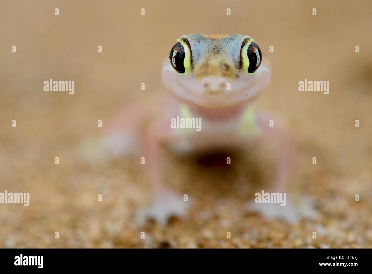 Web-footed gecko (Pachydactylus rangei) portrait, endemic species ...