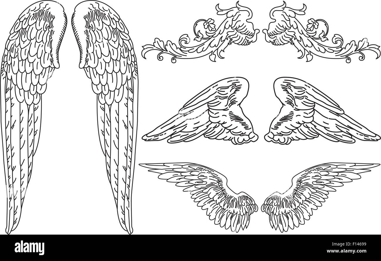 Detailed wing design Stock Vector Images - Alamy