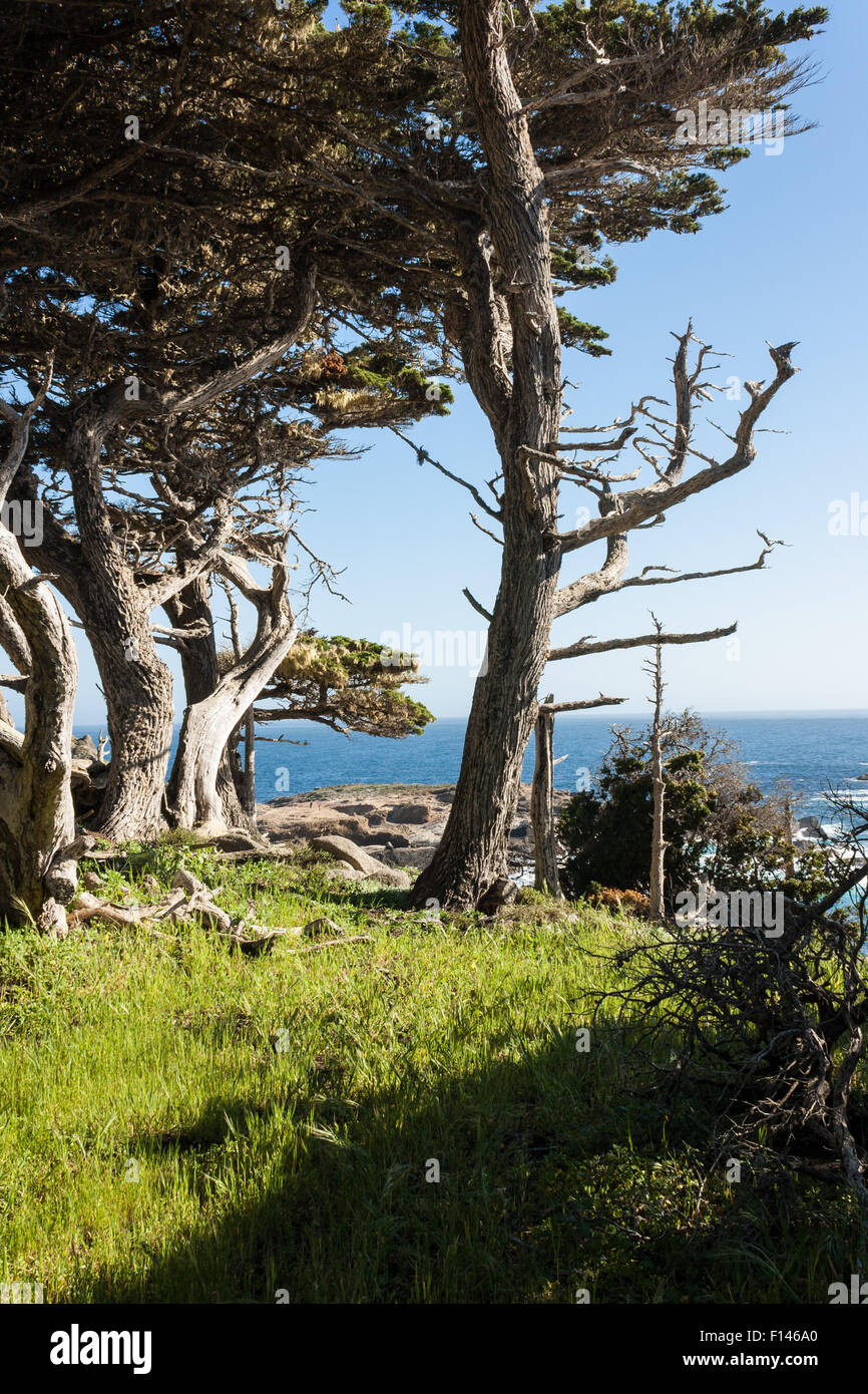Weathered cypress trees in Point Lobos Stock Photo - Alamy