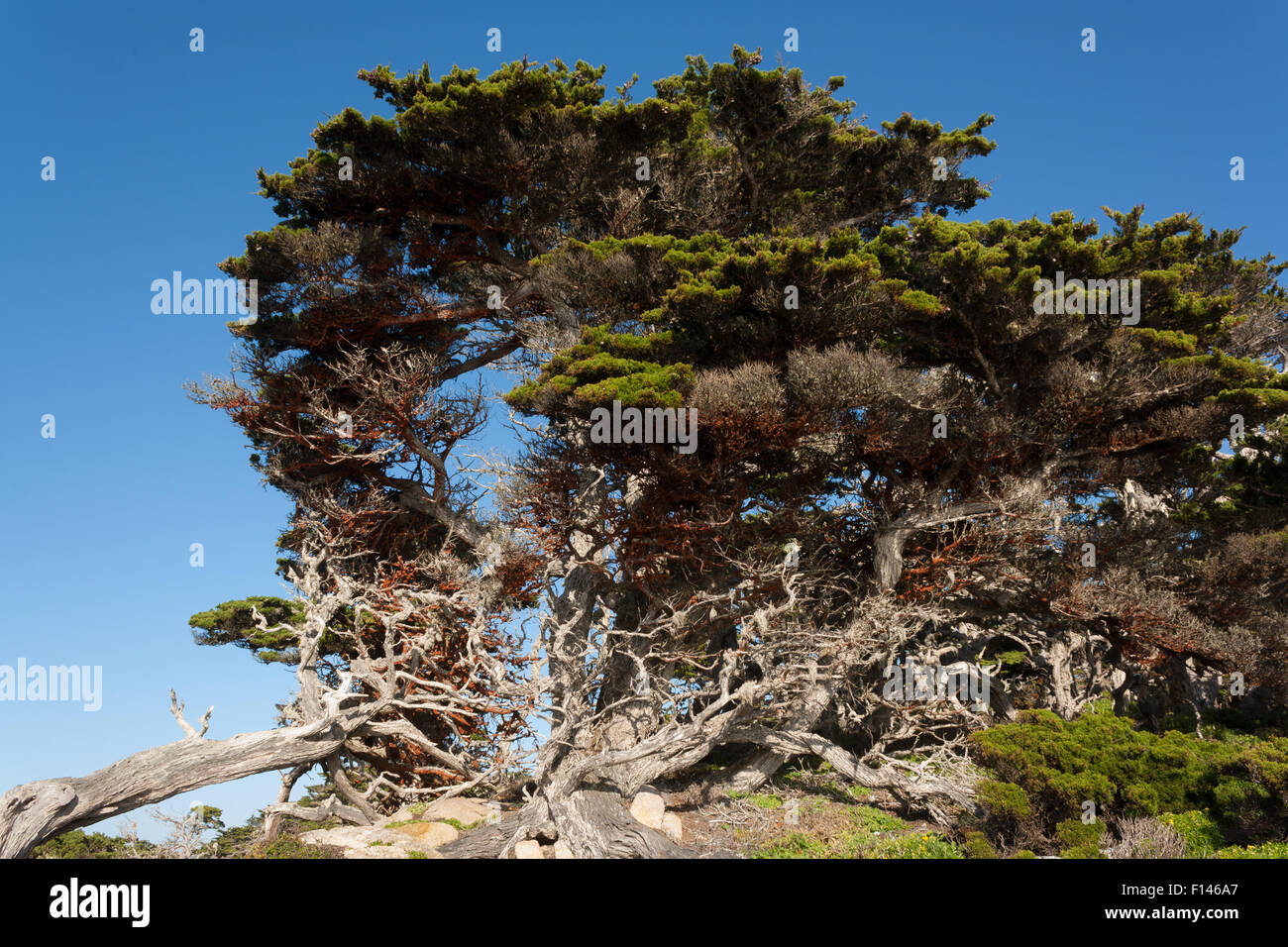 Weathered cypress trees in Point Lobos Stock Photo - Alamy