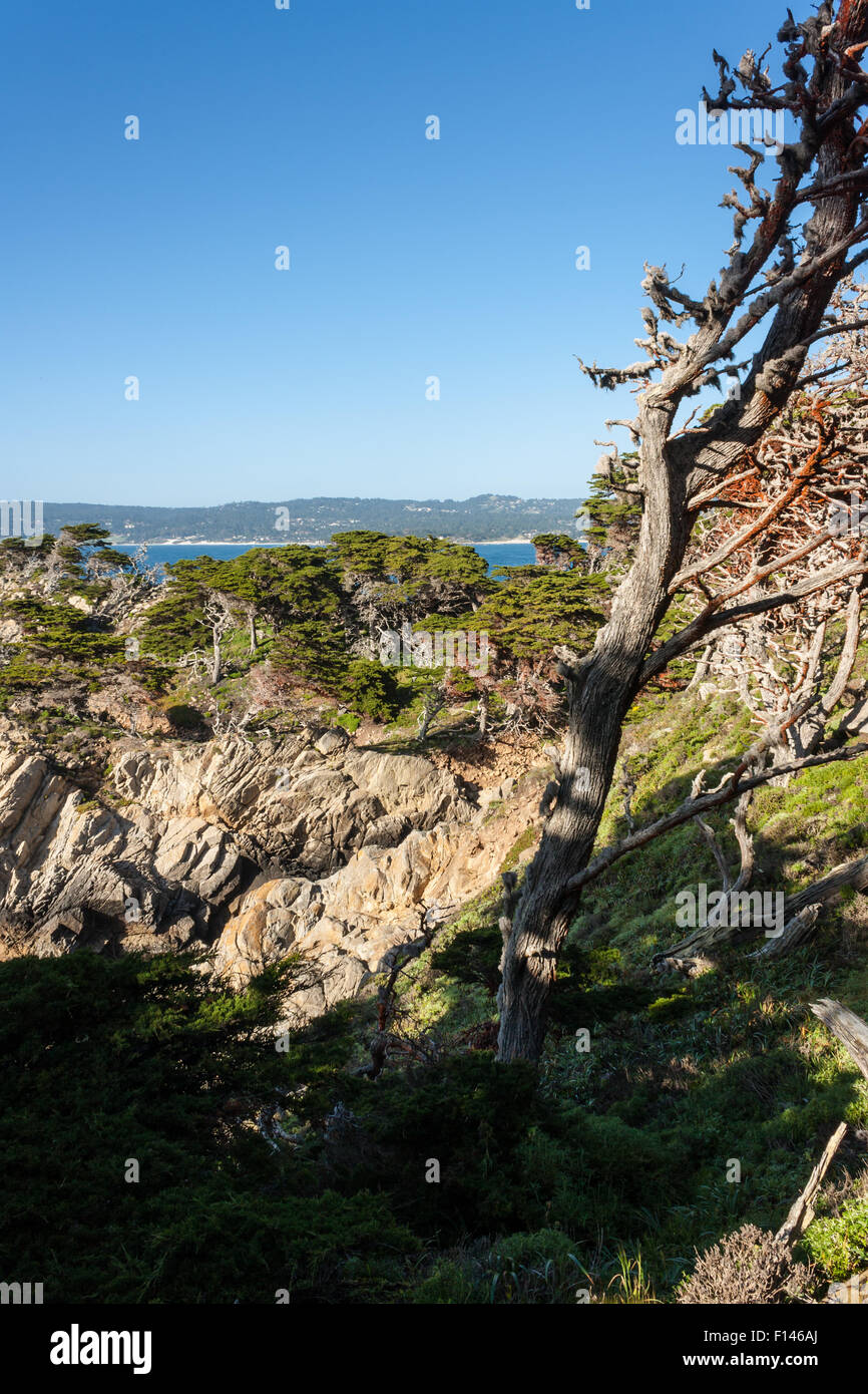 Forest of twisted cypress trees at Point Lobos Stock Photo - Alamy