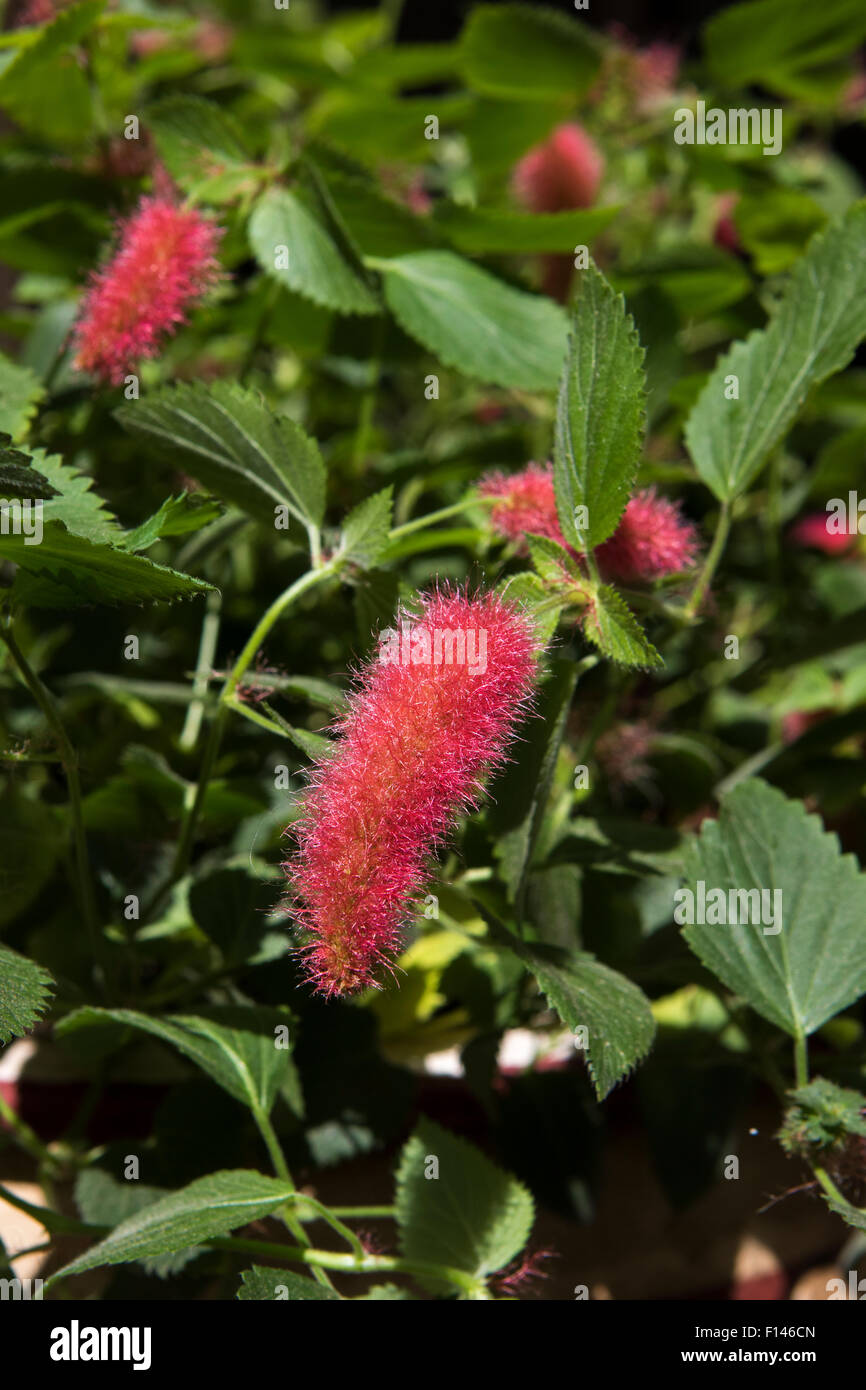 Red hot cats tail plant hi-res stock photography and images - Alamy