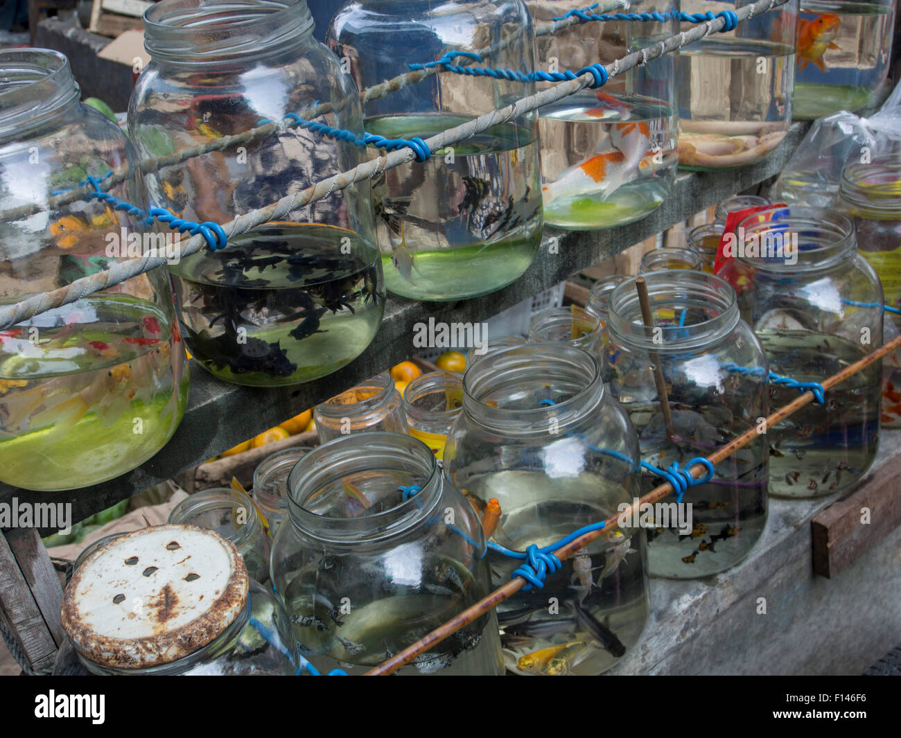 Ornamental fish vendor in a market place in Jakarta, Indonesia Stock ...