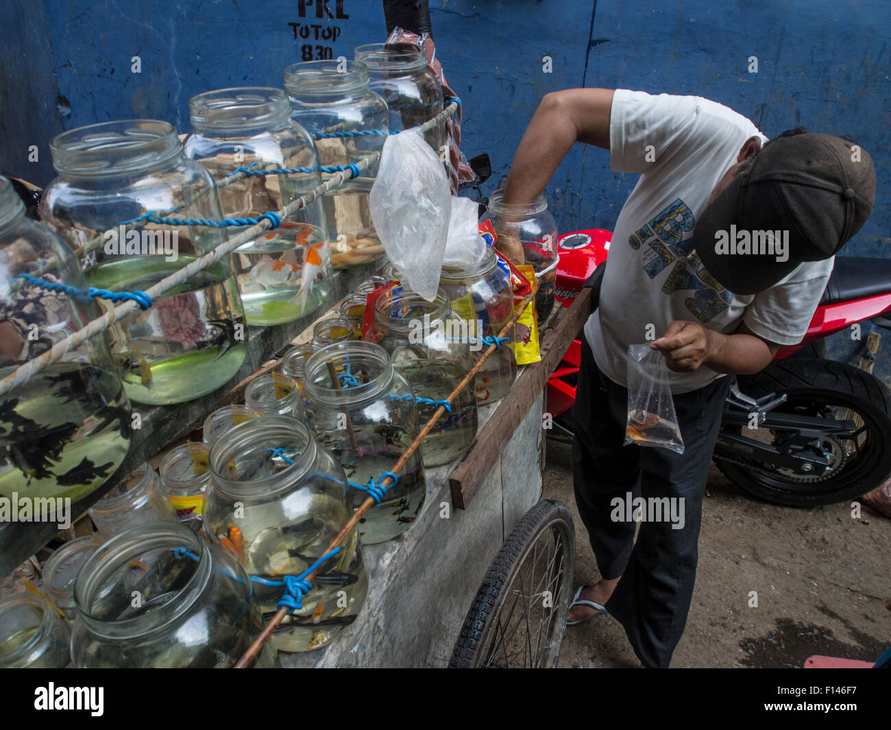 Ornamental fish vendor in a market place in Jakarta, Indonesia Stock ...