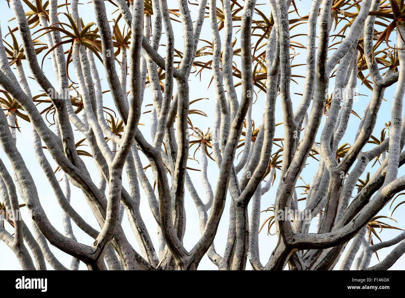 Kokerboom or Quiver Tree (Aloe dichotoma) Quiver tree forest, Kalahari ...