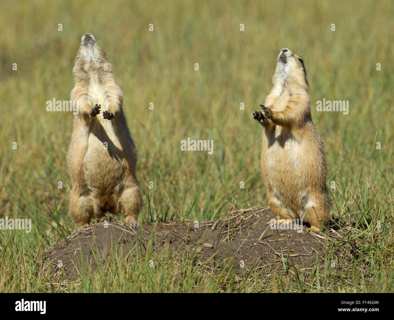 Black-tailed prairie dogs (Cynomys ludovicianus) yipping atop burrow ...