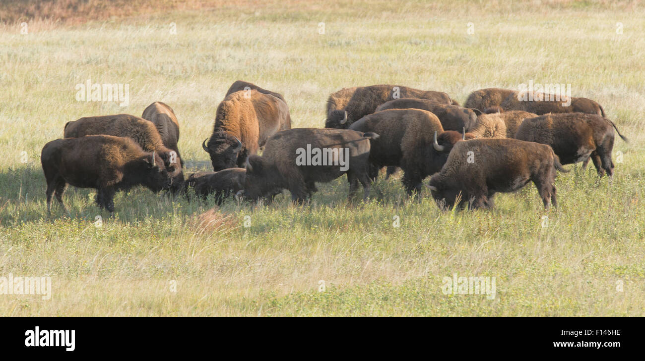 American Buffalo (Bison bison) gather at the carcass of a dead member ...
