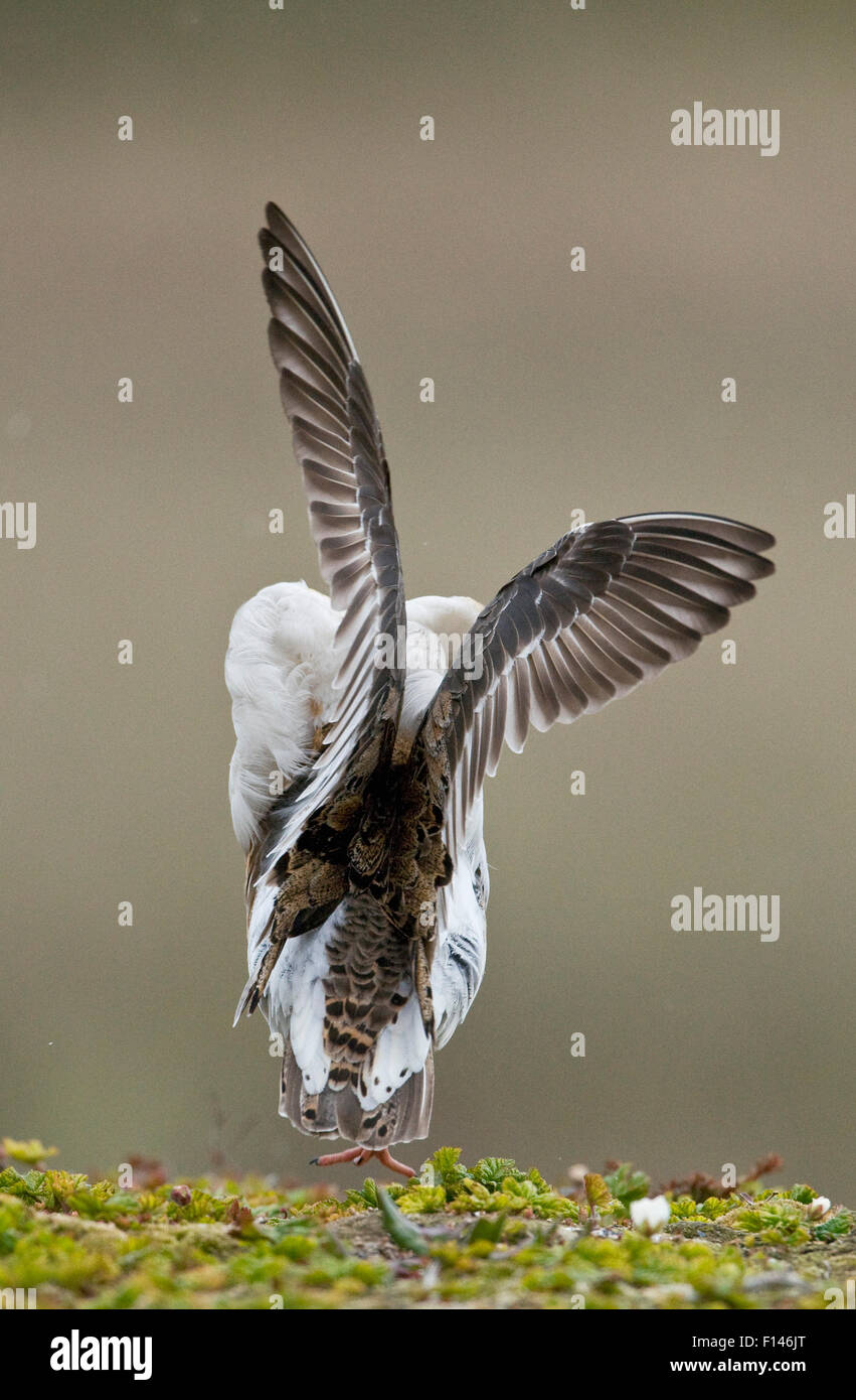 Semaphore plant hi-res stock photography and images - Alamy