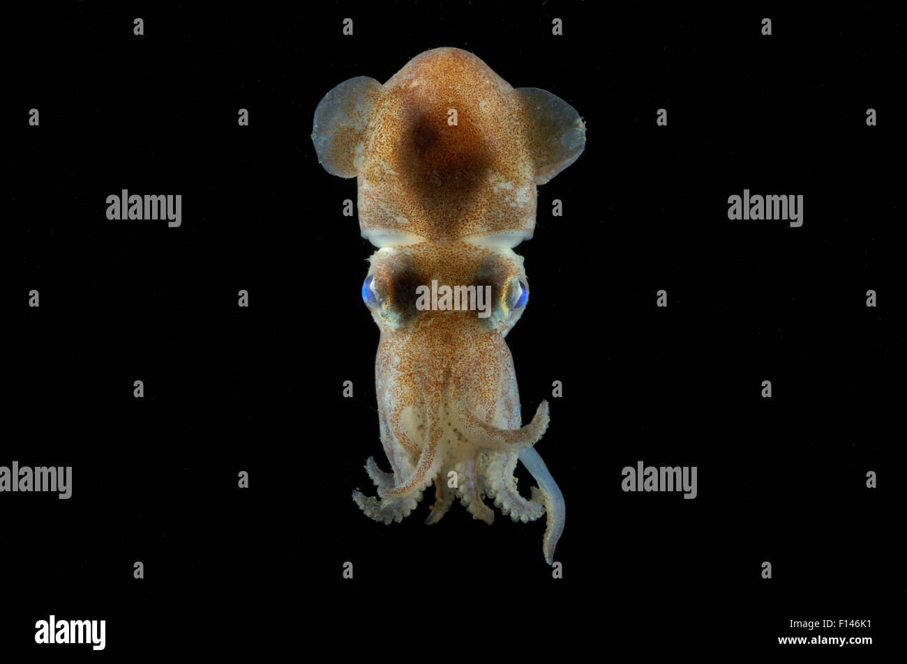 Bobtail squids hi-res stock photography and images - Alamy