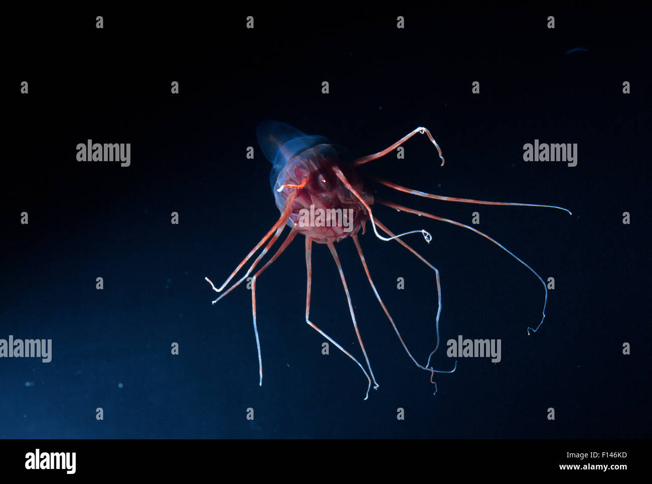 Deep sea jellyfish {Periphylla sp} Atlantic ocean Stock Photo - Alamy