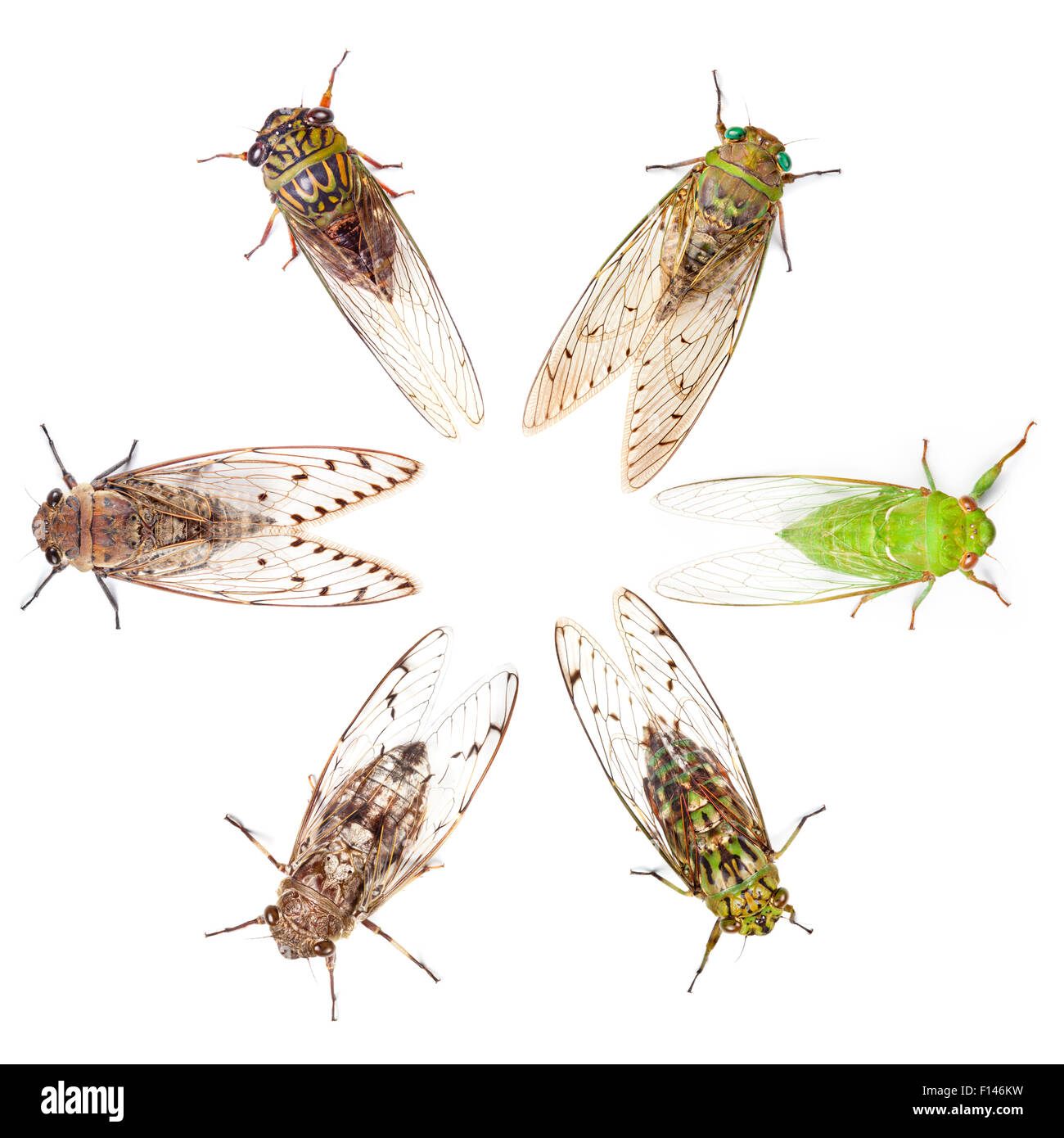 Various species of Cicada (Cicadoidea) from Sabah, Borneo. Digital ...
