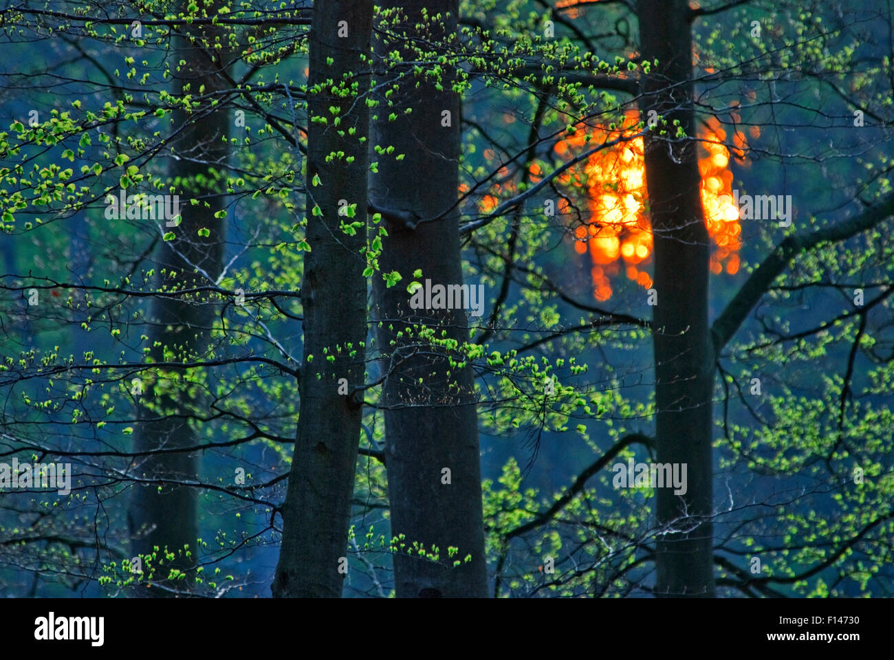 European beech (Fagus sylvatica) trunks with sun setting behind ...