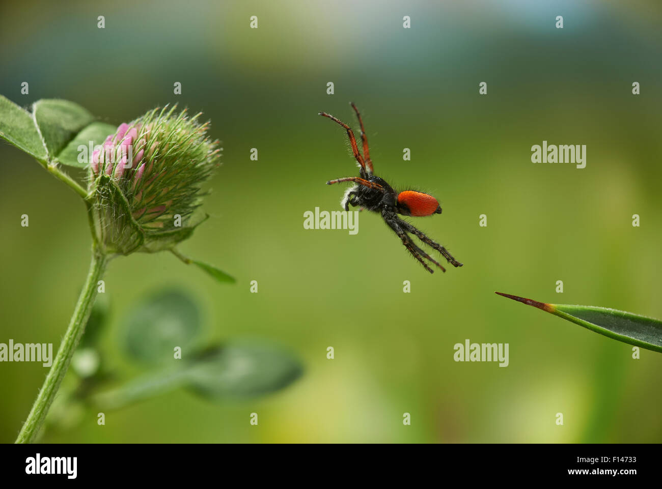 Jumping spider (Philaeus chrysops) jumping, Corfu, Greece, sequence 4 ...
