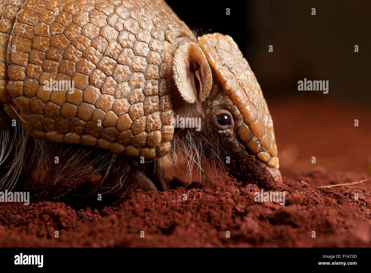 Three banded armadillo hi-res stock photography and images - Alamy