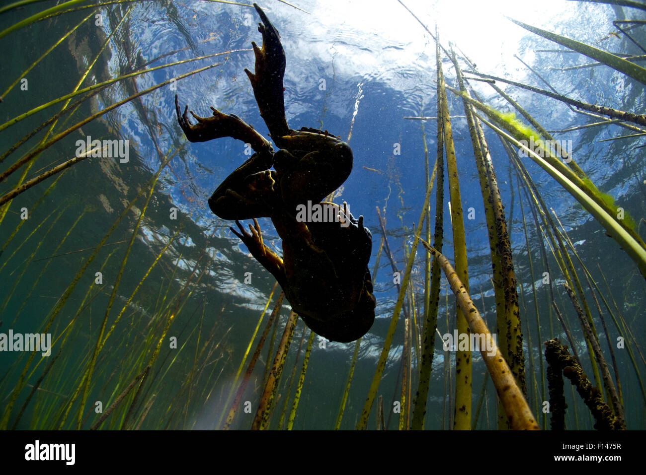 Titicaca water / Lake Titicaca frog (Telmatobius culeus) swimming, seen ...