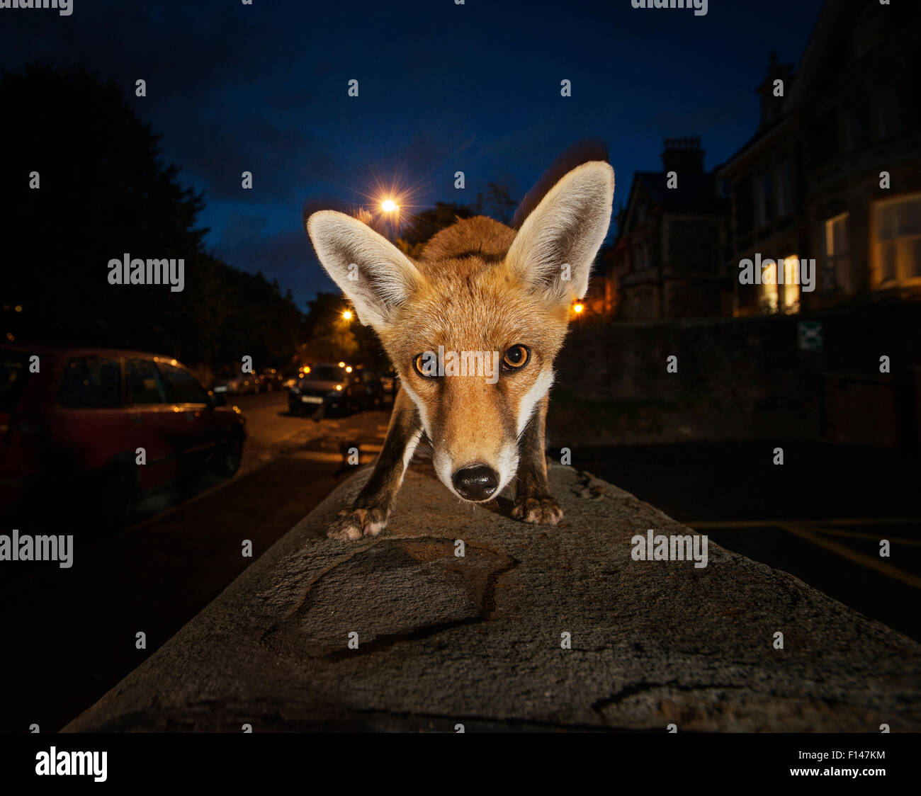 Urban red fox hi-res stock photography and images - Alamy