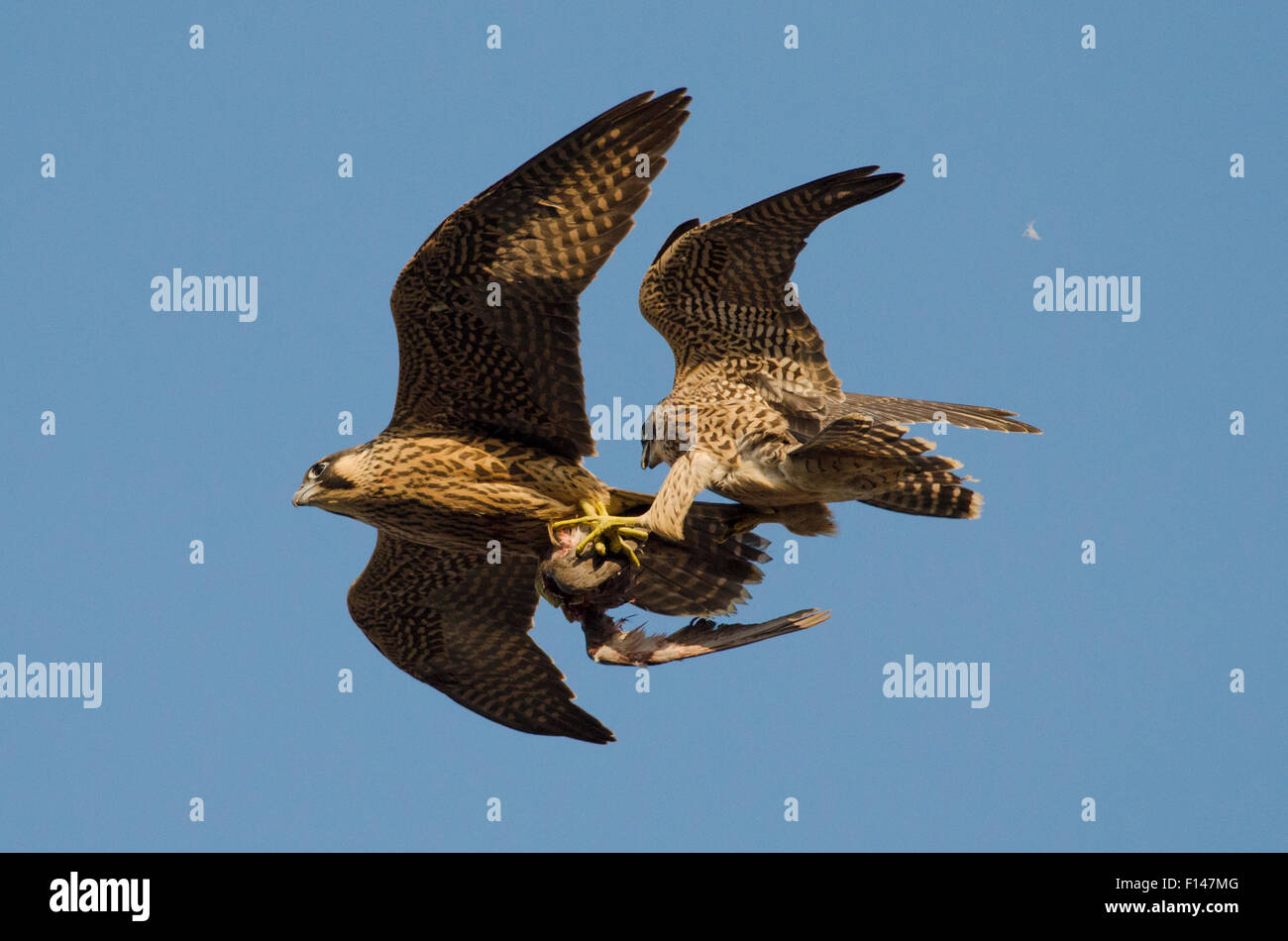 Young peregrine falcons in flight hi-res stock photography and images ...