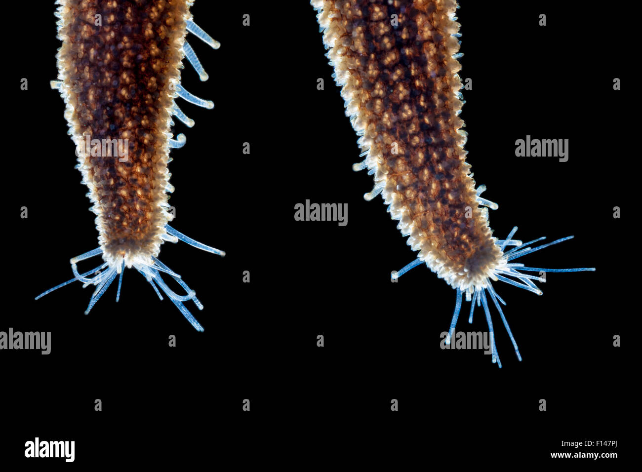 Tube feet starfish hi-res stock photography and images - Alamy