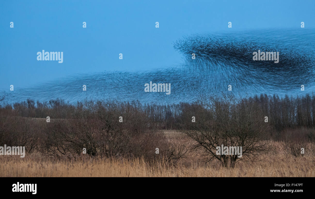 Starlings Murmuration Large Flock Roost High Resolution Stock ...