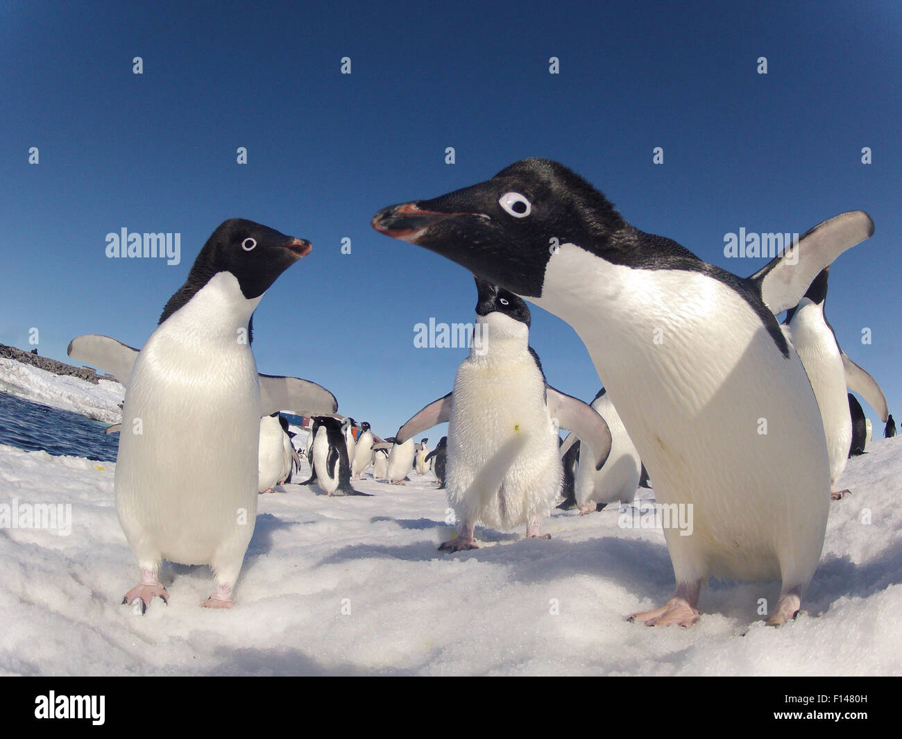 Adelie Penguin High Resolution Stock Photography and Images - Alamy
