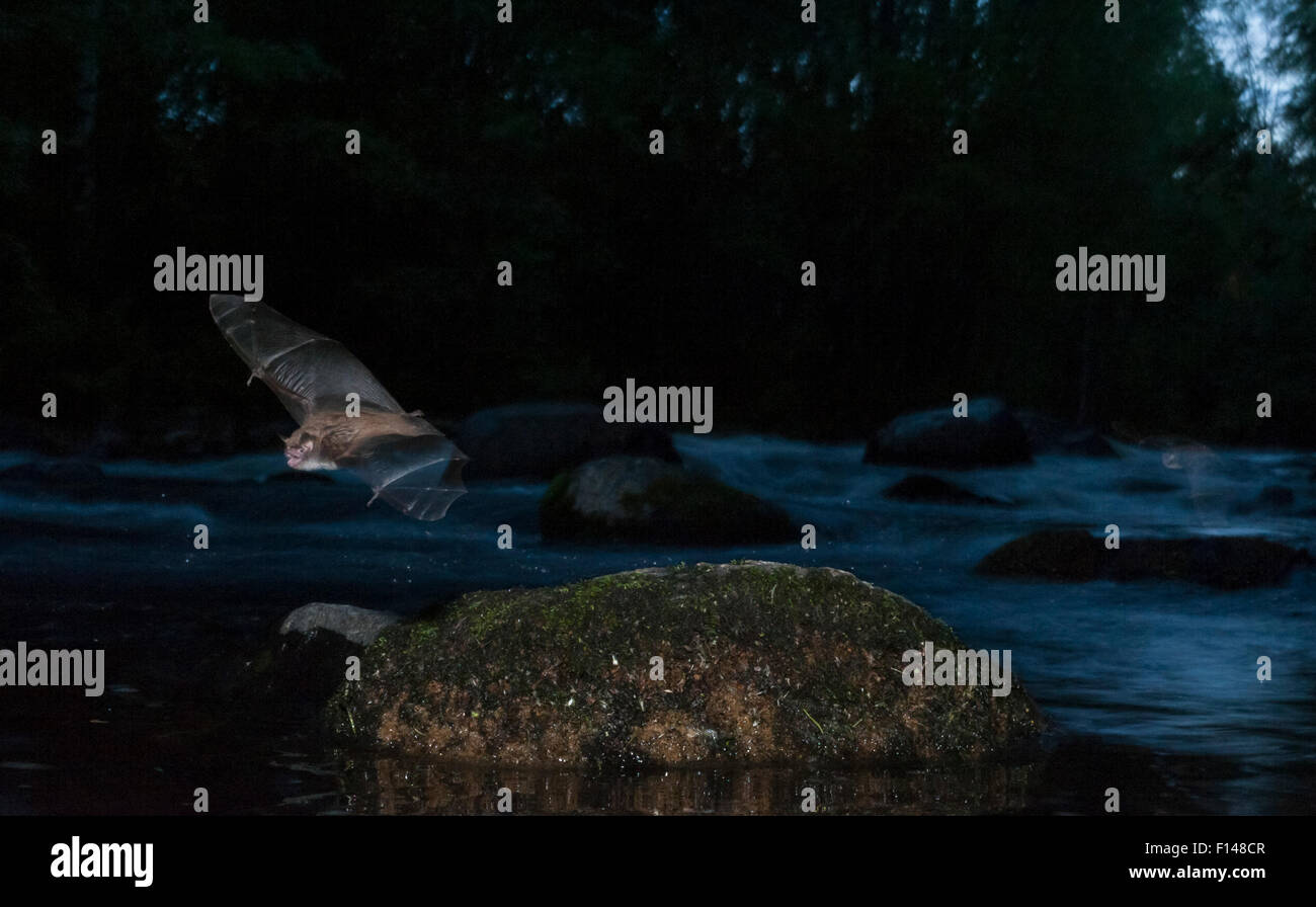 Daubenton's bat (Myotis daubentonii) flying over a small river, Muurame ...