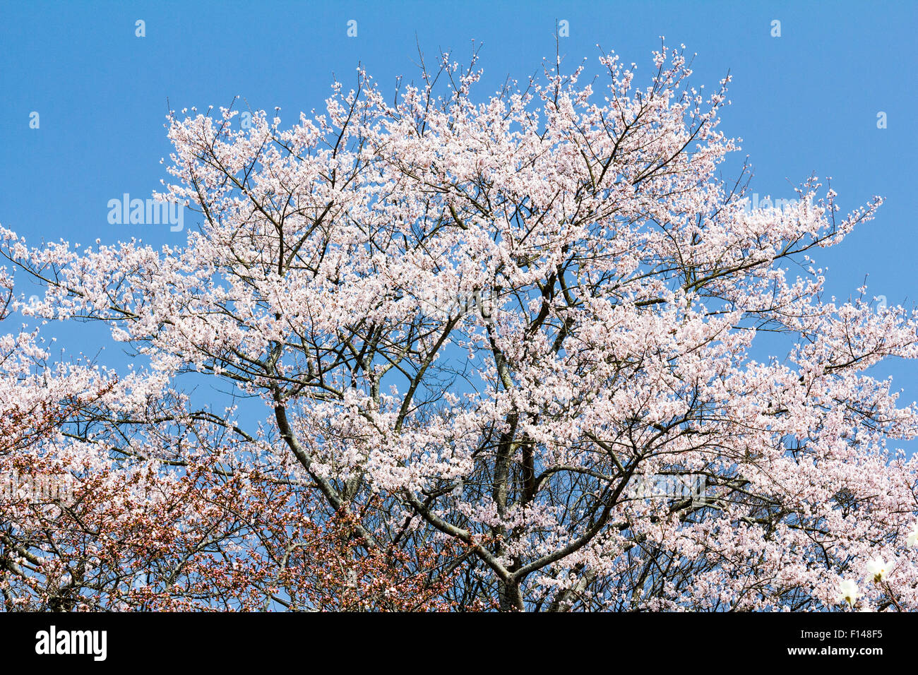 Japanese pink white cherry blossom, sakura, in full bloom against back ...