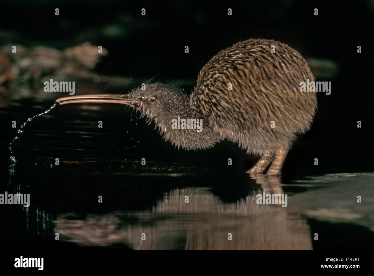 Southern Tokoeka / Stewart Island Brown Kiwi (Apteryx australis lawryi ...
