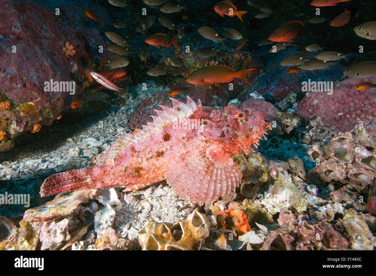 SCORPIONFISH WAITING IN CORAL REEF CLEAR WATER WITH SMALL SCHOOL OF ...
