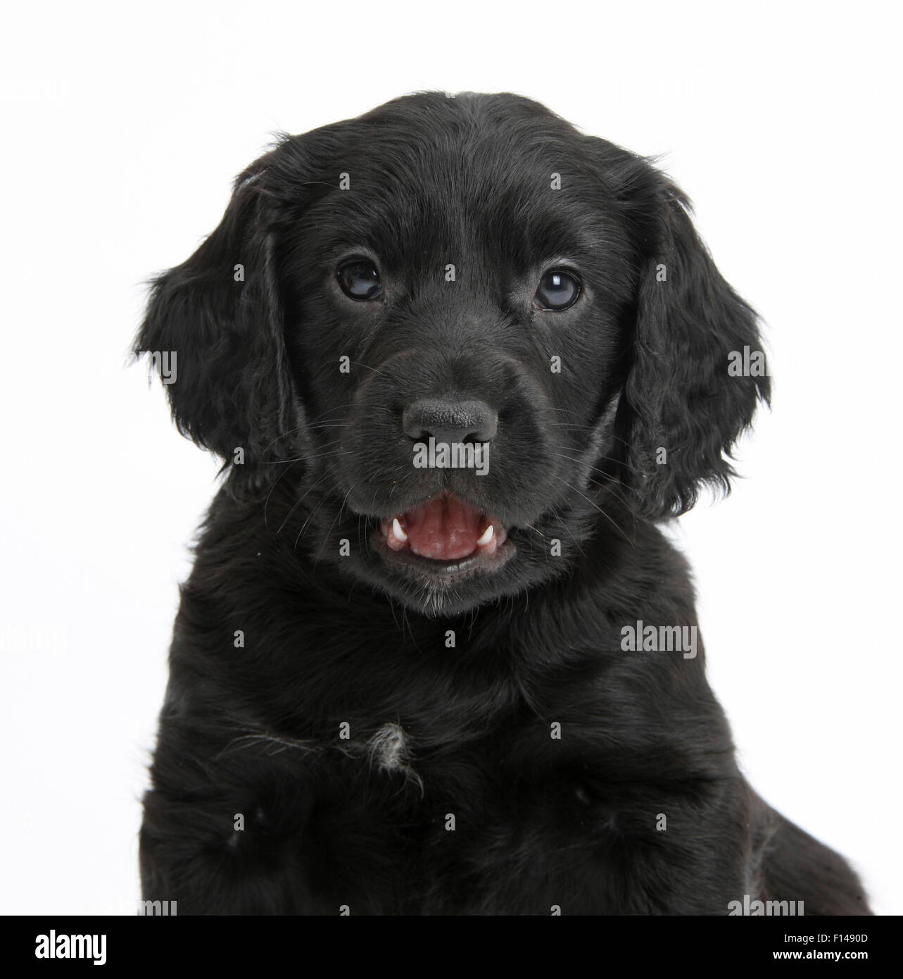Cocker spaniel black white hi-res stock photography and images - Alamy