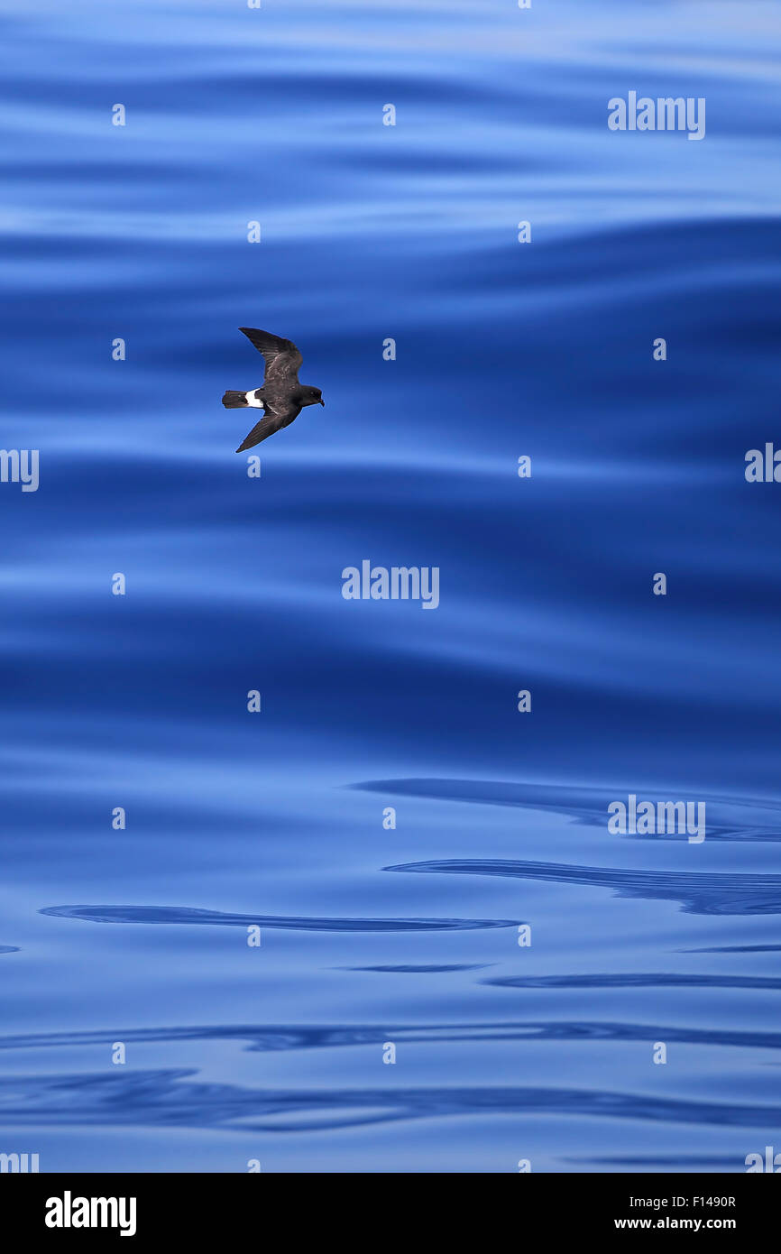 European storm petrel (Hydrobates pelagicus) in flight over the sea ...