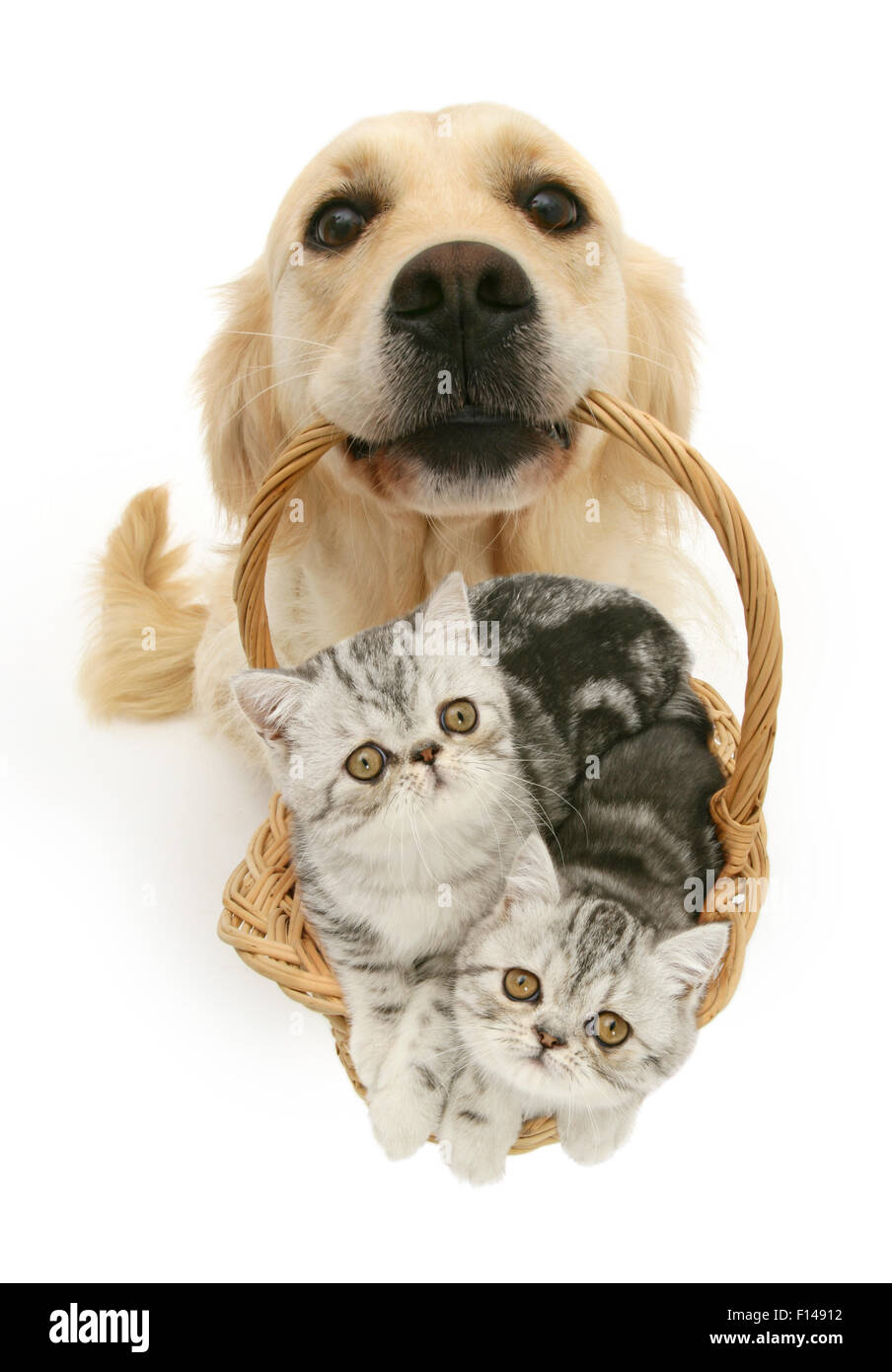 Labrador retriever carrying basket of kittens, white Background Stock ...