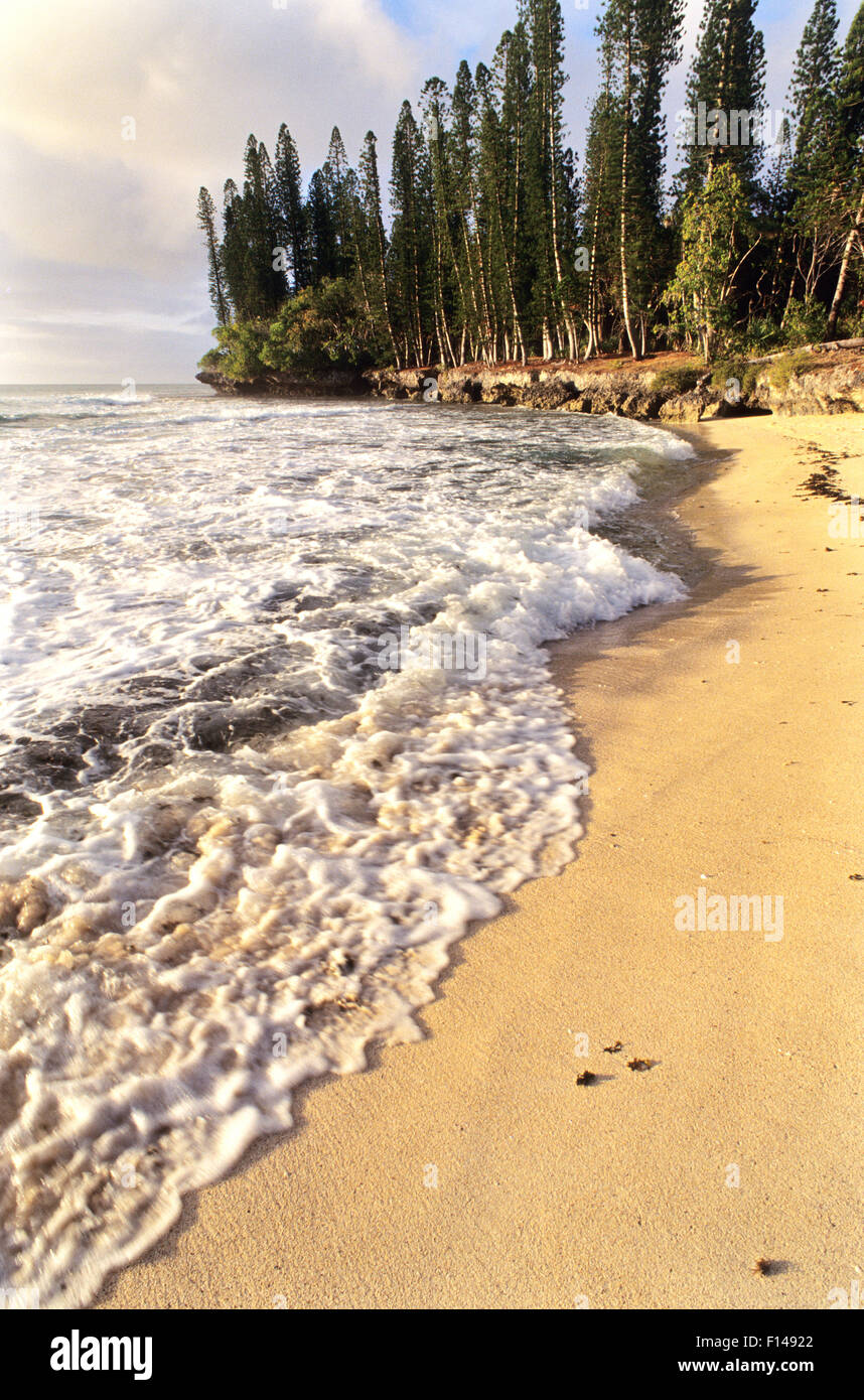 Cook pine trees new caledonia hi-res stock photography and images - Alamy