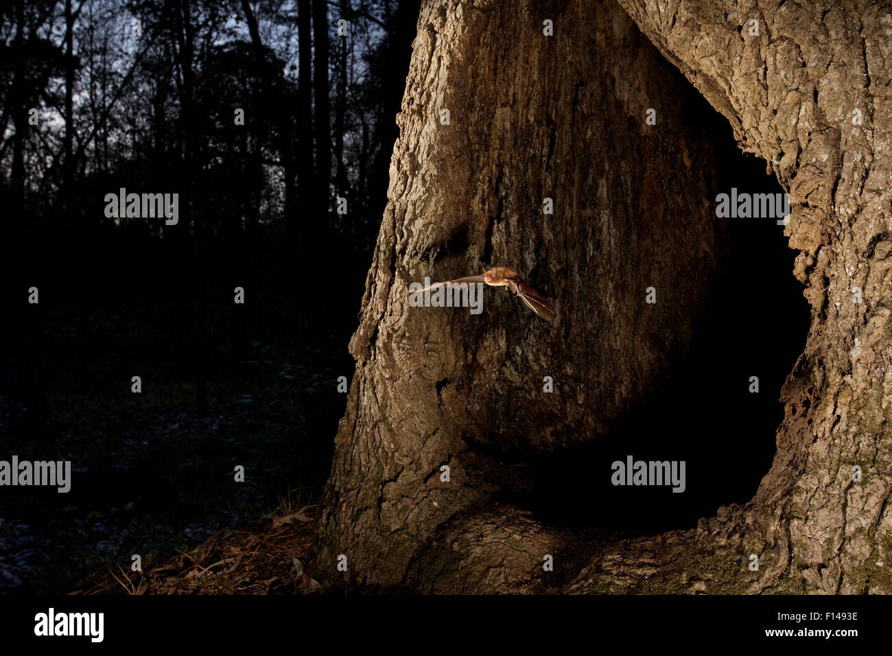 Southeastern myotis (Myotis austroriparius) flying out of a hollow tree ...