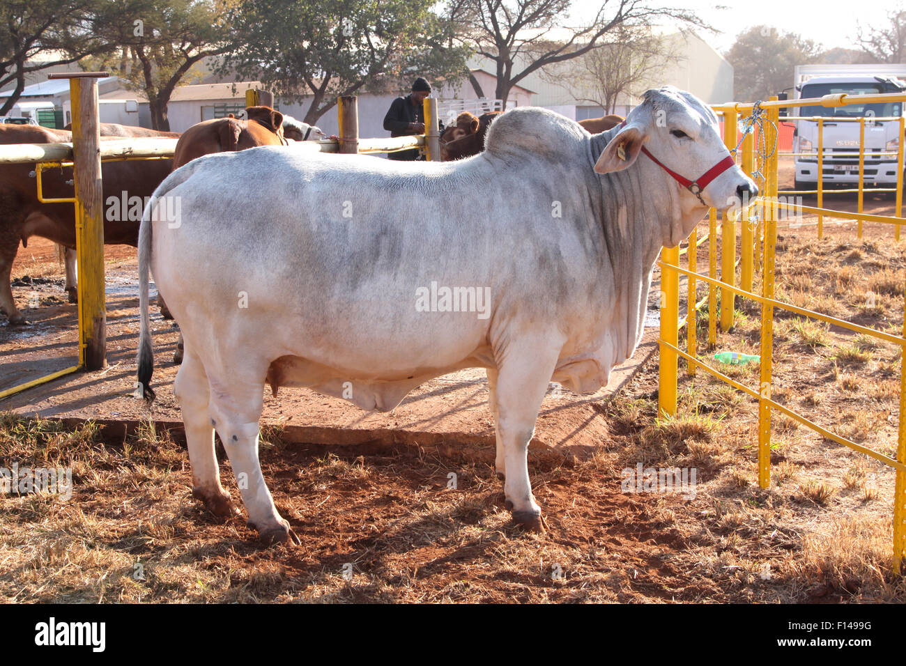 Brahman bull africa hi-res stock photography and images - Alamy