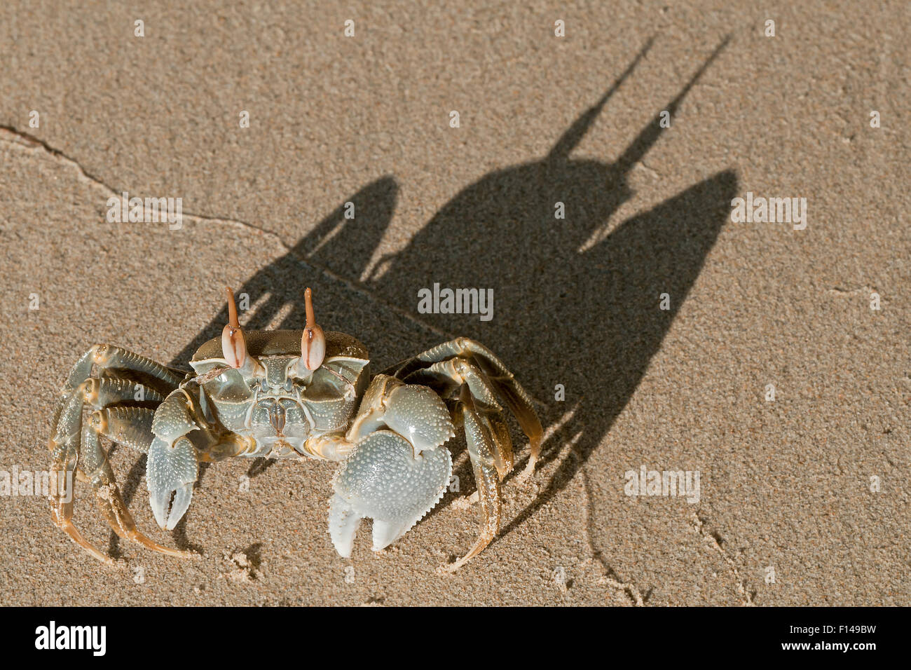 Crab (Ocypode sp) on beach, Ankify, Western coastline, Madagascar Stock ...