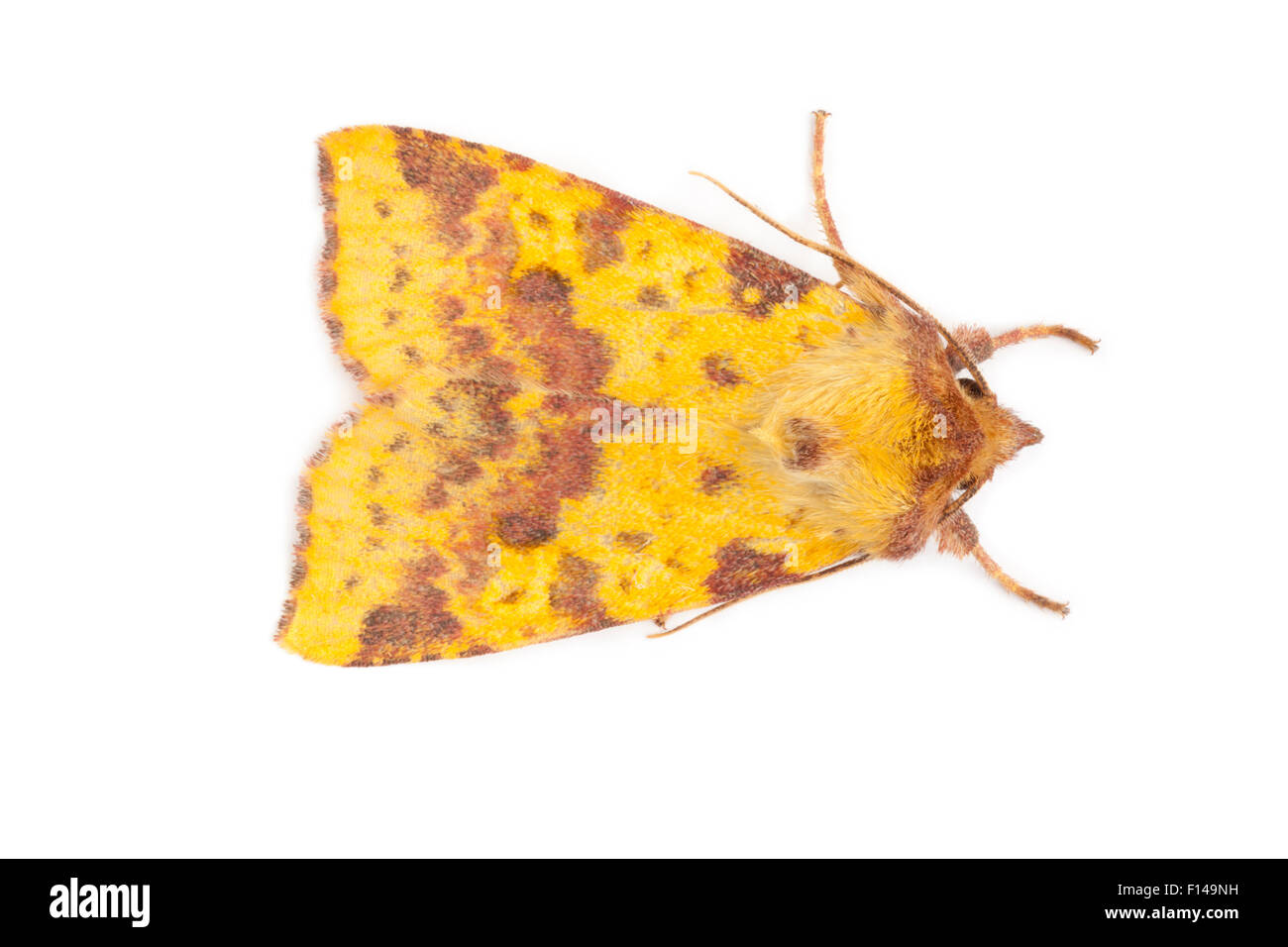 Pink-barred Sallow moth (Xanthia togata) photographed in mobile field ...