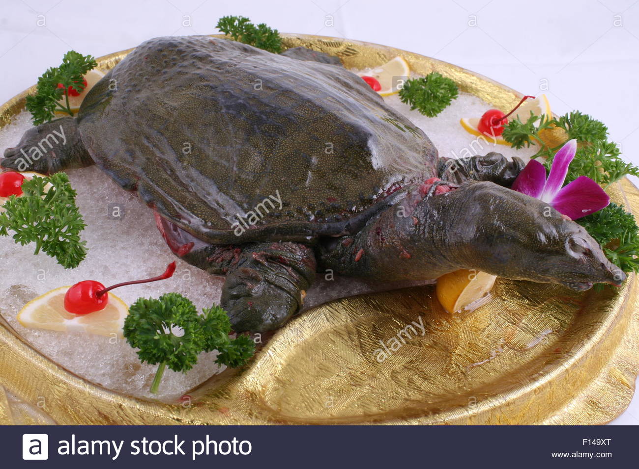 Soft Shelled Turtle Stock Photos & Soft Shelled Turtle Stock Images - Alamy