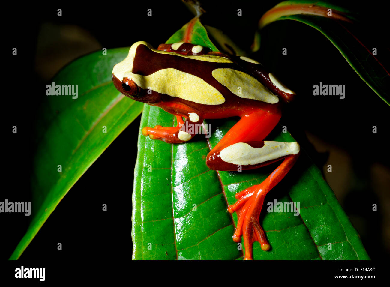 Dendropsophus leucophyllatus hi-res stock photography and images - Alamy