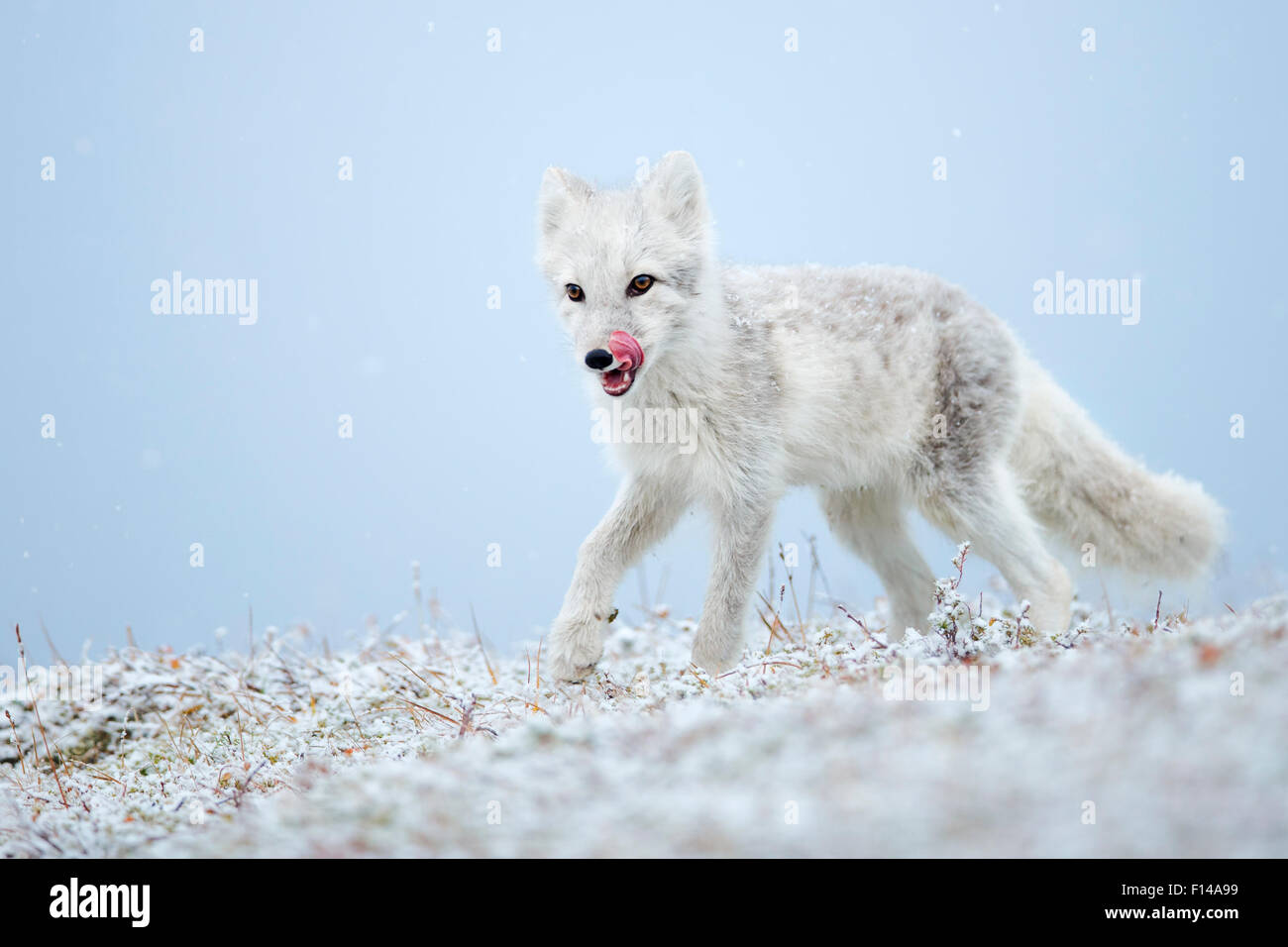 Arctic fox (Vulpes lagopus) licking muzzle, Norway, September Stock ...
